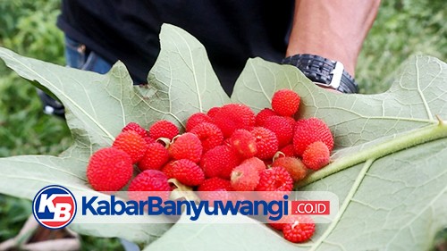 Berburu Stroberi Hutan yang Tumbuh Lebat dan Liar di Wilayah Songgon ...